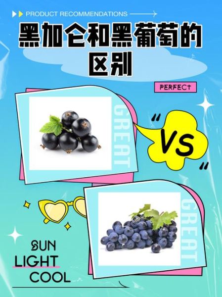 黑加仑是葡萄还是提子_黑加仑和葡萄的区别-第1张图片-山城妙识