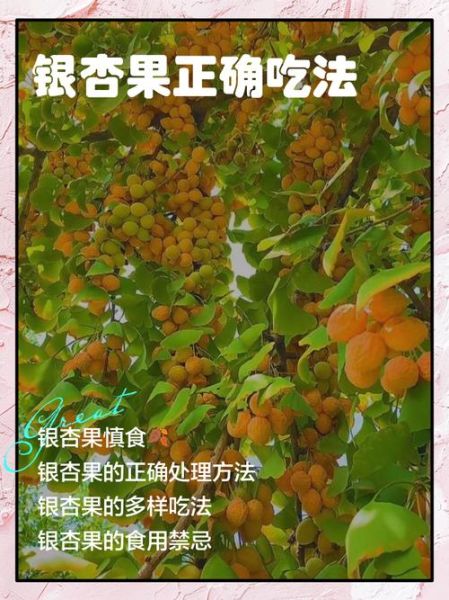 银杏果怎么吃才安全_银杏果一天吃多少粒-第1张图片-山城妙识