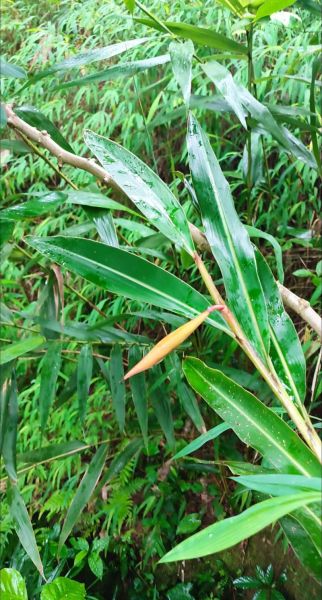 砂仁图片大全_砂仁长什么样-第2张图片-山城妙识