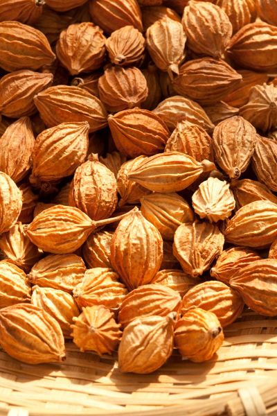 砂仁图片大全_砂仁长什么样-第3张图片-山城妙识