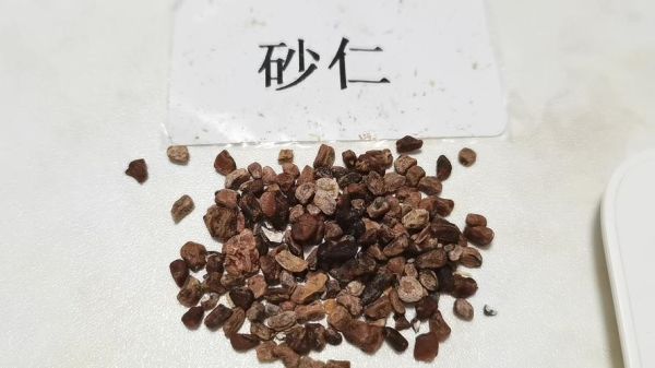 砂仁图片大全_砂仁长什么样-第1张图片-山城妙识