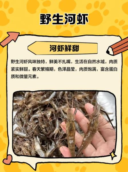 野生小河虾怎么做好吃_野生小河虾的营养价值-第3张图片-山城妙识