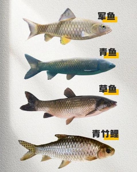 青鱼图片和草鱼的区别_如何一眼分辨两种鱼-第3张图片-山城妙识 青鱼图片和草鱼的区别_如何一眼分辨两种鱼-第3张图片-山城妙识