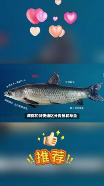 青鱼图片和草鱼的区别_如何一眼分辨两种鱼-第2张图片-山城妙识 青鱼图片和草鱼的区别_如何一眼分辨两种鱼-第2张图片-山城妙识