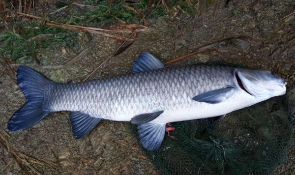 最大青鱼图片_最大青鱼有多大-第1张图片-山城妙识 最大青鱼图片_最大青鱼有多大-第1张图片-山城妙识