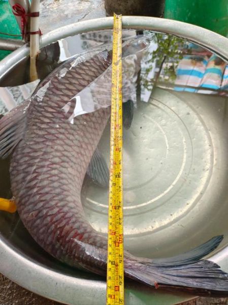 最大青鱼图片_最大青鱼有多大-第3张图片-山城妙识 最大青鱼图片_最大青鱼有多大-第3张图片-山城妙识