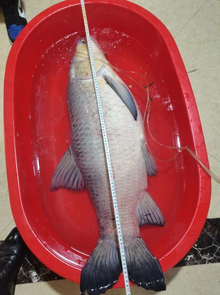 最大青鱼图片_最大青鱼有多大-第2张图片-山城妙识 最大青鱼图片_最大青鱼有多大-第2张图片-山城妙识