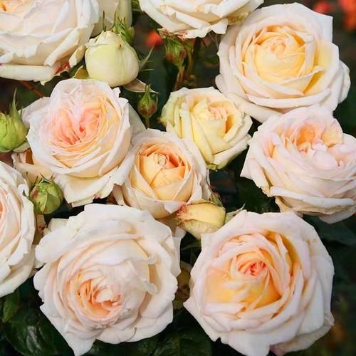 茴香酒夫人是谁_茴香酒夫人品牌故事-第1张图片-山城妙识 茴香酒夫人是谁_茴香酒夫人品牌故事-第1张图片-山城妙识