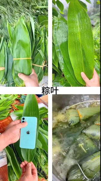 包粽子需要哪些材料_粽子叶选哪种最好-第3张图片-山城妙识 包粽子需要哪些材料_粽子叶选哪种最好-第3张图片-山城妙识