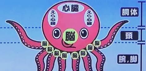 八爪鱼内脏图解_哪些部位能吃-第1张图片-山城妙识 八爪鱼内脏图解_哪些部位能吃-第1张图片-山城妙识