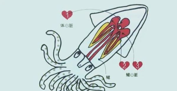 八爪鱼内脏图解_哪些部位能吃-第2张图片-山城妙识 八爪鱼内脏图解_哪些部位能吃-第2张图片-山城妙识