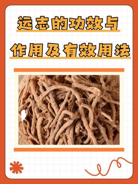 炙远志的功效与作用_炙远志怎么吃效果最好-第1张图片-山城妙识