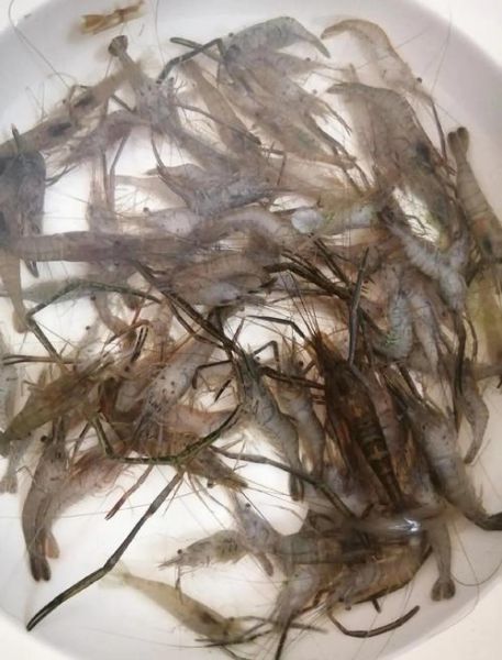 小河虾可以整个吃吗_小河虾不去头能吃吗-第1张图片-山城妙识 小河虾可以整个吃吗_小河虾不去头能吃吗-第1张图片-山城妙识