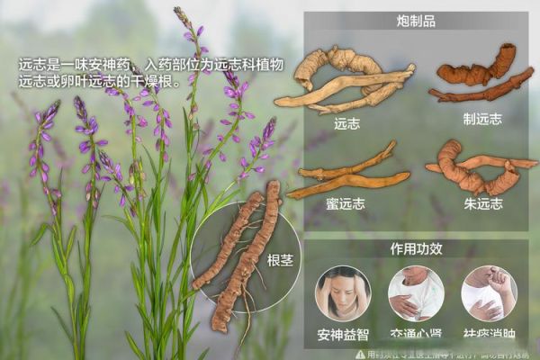 炙远志的功效与作用_炙远志怎么吃效果最好-第2张图片-山城妙识
