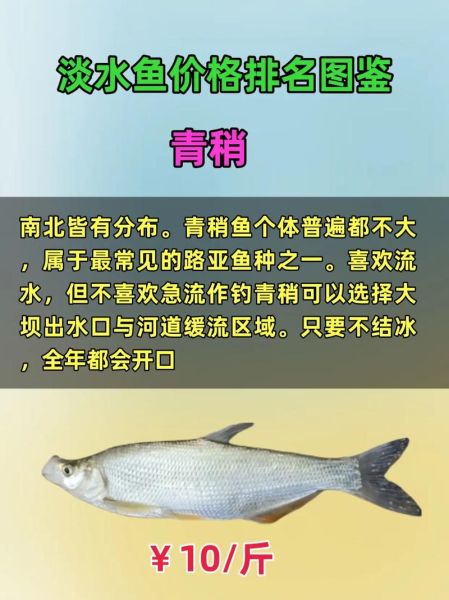 鱼价格多少钱一斤_淡水鱼最新行情-第2张图片-山城妙识 鱼价格多少钱一斤_淡水鱼最新行情-第2张图片-山城妙识