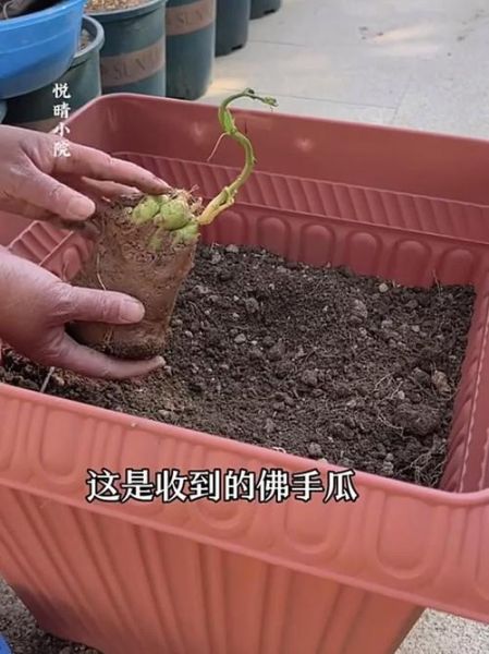 佛手瓜发芽了怎么种_佛手瓜发芽后多久能移栽-第1张图片-山城妙识 佛手瓜发芽了怎么种_佛手瓜发芽后多久能移栽-第1张图片-山城妙识