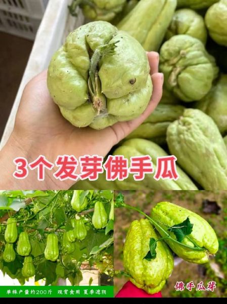 佛手瓜发芽了怎么种_佛手瓜发芽后多久能移栽-第2张图片-山城妙识 佛手瓜发芽了怎么种_佛手瓜发芽后多久能移栽-第2张图片-山城妙识