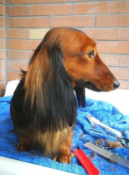 腊肠犬什么颜色价格高_稀有毛色排行榜-第3张图片-山城妙识 腊肠犬什么颜色价格高_稀有毛色排行榜-第3张图片-山城妙识