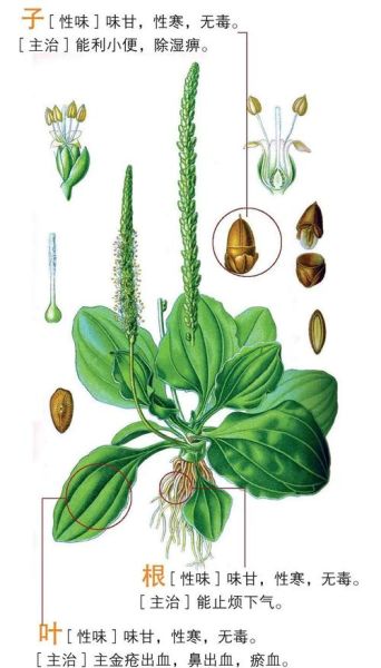 车前草长什么样_车前草图片怎么识别-第3张图片-山城妙识