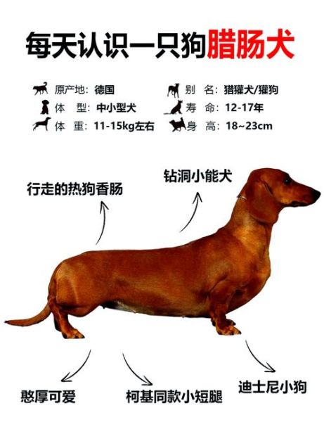 腊肠犬什么颜色价格高_稀有毛色排行榜-第2张图片-山城妙识 腊肠犬什么颜色价格高_稀有毛色排行榜-第2张图片-山城妙识
