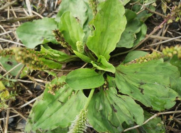 车前草长什么样_车前草图片怎么识别-第2张图片-山城妙识