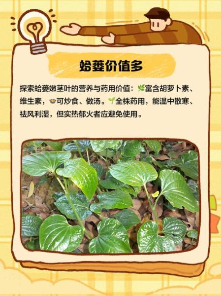 贝母瓜蒌散的功效与作用_贝母瓜蒌散方歌怎么背-第3张图片-山城妙识