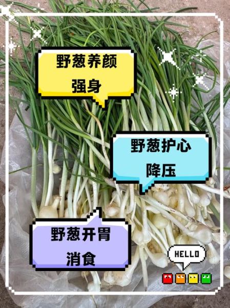 野葱头怎么保存_野葱头可以生吃吗-第1张图片-山城妙识 野葱头怎么保存_野葱头可以生吃吗-第1张图片-山城妙识