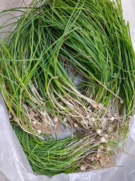 野葱头怎么保存_野葱头可以生吃吗-第2张图片-山城妙识 野葱头怎么保存_野葱头可以生吃吗-第2张图片-山城妙识