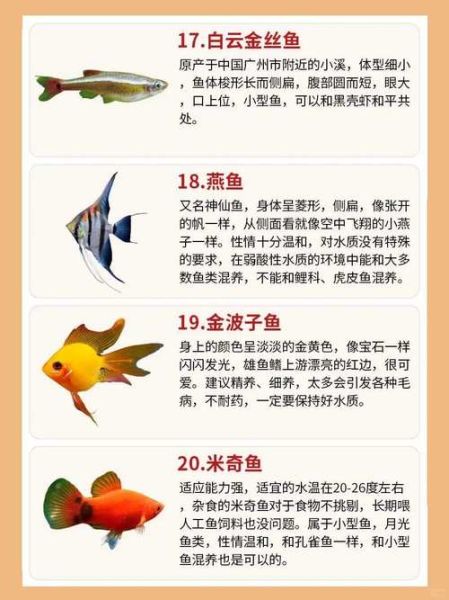 金鱼图片大全可爱_怎么挑选最萌品种-第2张图片-山城妙识 金鱼图片大全可爱_怎么挑选最萌品种-第2张图片-山城妙识