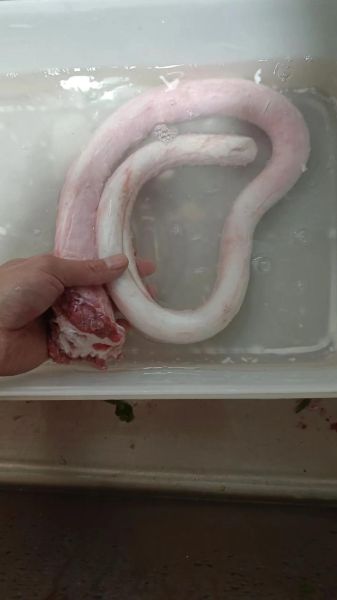 牛鞭为什么那么长_牛鞭长度受什么影响-第2张图片-山城妙识