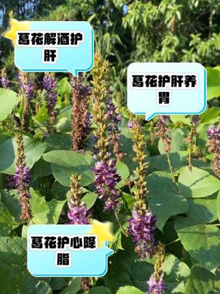 野葛花的作用与功效_野葛花解酒真的有用吗-第2张图片-山城妙识