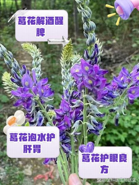 野葛花的作用与功效_野葛花解酒真的有用吗-第1张图片-山城妙识
