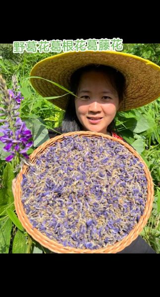 野葛花的作用与功效_野葛花解酒真的有用吗-第3张图片-山城妙识