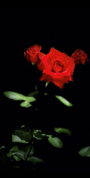 玫瑰花图片唯美_如何拍出高级感-第2张图片-山城妙识