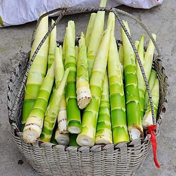 笋图片大全大图_如何挑选新鲜竹笋-第2张图片-山城妙识