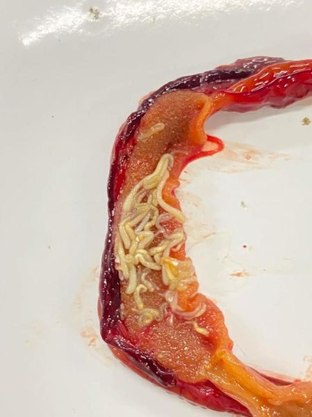 黄鳝寄生虫吃了会怎样_感染症状多久出现-第1张图片-山城妙识 黄鳝寄生虫吃了会怎样_感染症状多久出现-第1张图片-山城妙识