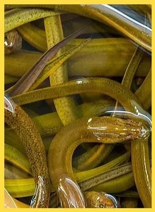 黄鳝寄生虫吃了会怎样_感染症状多久出现-第3张图片-山城妙识 黄鳝寄生虫吃了会怎样_感染症状多久出现-第3张图片-山城妙识