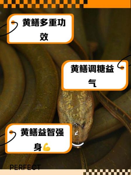 黄鳝会咬人吗_被黄鳝咬了怎么办-第3张图片-山城妙识 黄鳝会咬人吗_被黄鳝咬了怎么办-第3张图片-山城妙识
