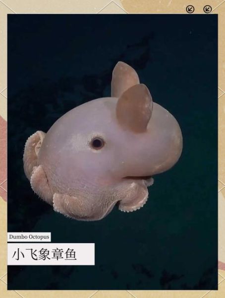 小飞象章鱼能养吗_小飞象章鱼饲养条件-第2张图片-山城妙识