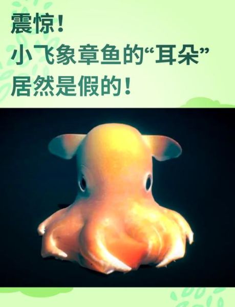 小飞象章鱼能养吗_小飞象章鱼饲养条件-第3张图片-山城妙识