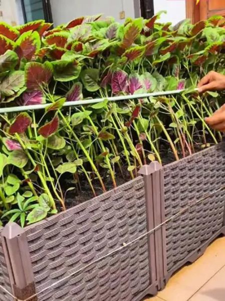 苋菜什么时候种最合适_苋菜种植最佳月份-第2张图片-山城妙识