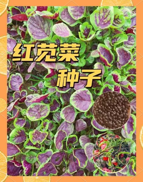 苋菜什么时候种最合适_苋菜种植最佳月份-第1张图片-山城妙识