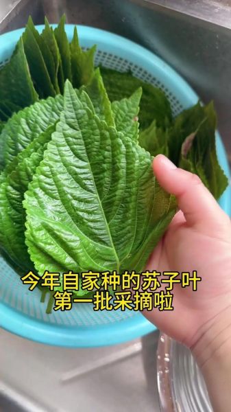 苏子叶怎么保存到冬天_苏子叶冷冻还是晒干好-第3张图片-山城妙识 苏子叶怎么保存到冬天_苏子叶冷冻还是晒干好-第3张图片-山城妙识