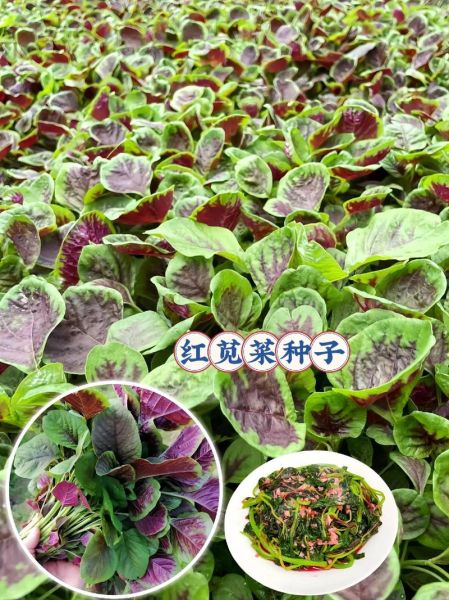 苋菜什么时候种最合适_苋菜种植最佳月份-第3张图片-山城妙识