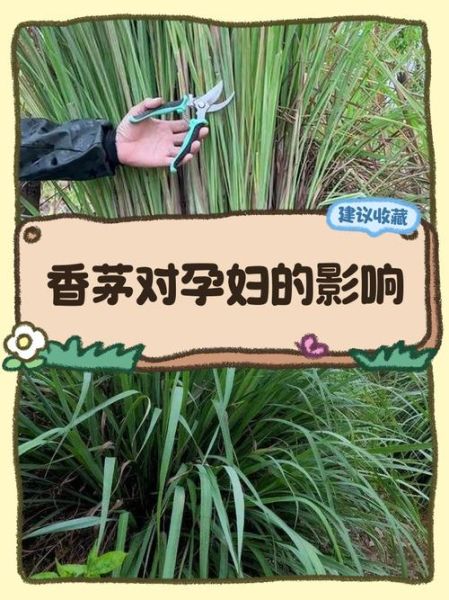 香茅孕妇能吃吗_孕妇吃香茅安全吗-第2张图片-山城妙识 香茅孕妇能吃吗_孕妇吃香茅安全吗-第2张图片-山城妙识