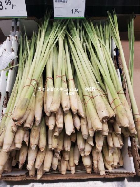 香茅孕妇能吃吗_孕妇吃香茅安全吗-第3张图片-山城妙识 香茅孕妇能吃吗_孕妇吃香茅安全吗-第3张图片-山城妙识