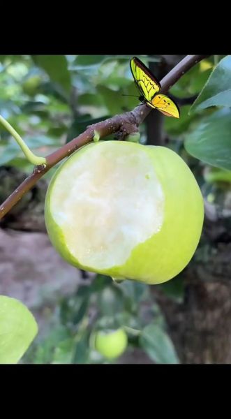 皇冠梨怎么挑选_皇冠梨产地哪里好-第1张图片-山城妙识 皇冠梨怎么挑选_皇冠梨产地哪里好-第1张图片-山城妙识