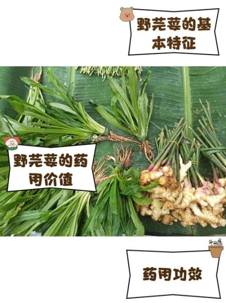 芫茜的功效与作用_芫茜的禁忌有哪些-第1张图片-山城妙识