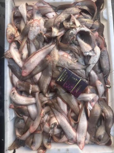 龙利鱼多少钱一斤2020_龙利鱼价格走势-第1张图片-山城妙识