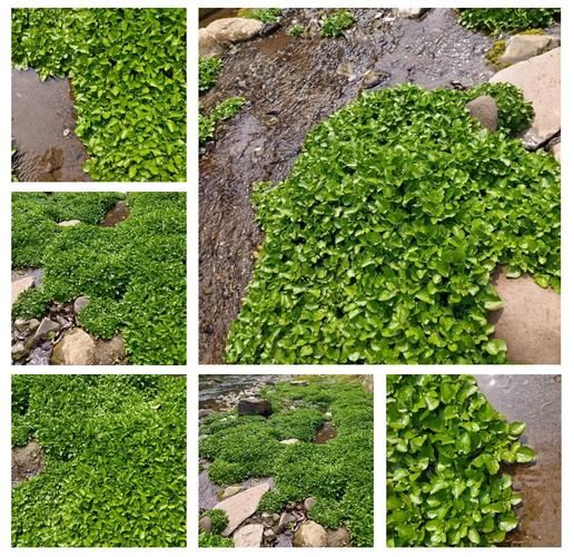 豆瓣菜是什么菜_豆瓣菜长什么样-第1张图片-山城妙识